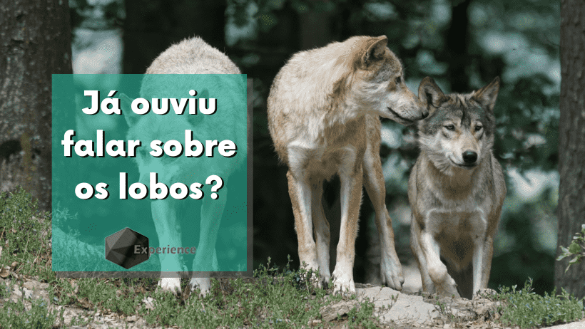 Já ouviu falar sobre os lobos? - Experience Lobos